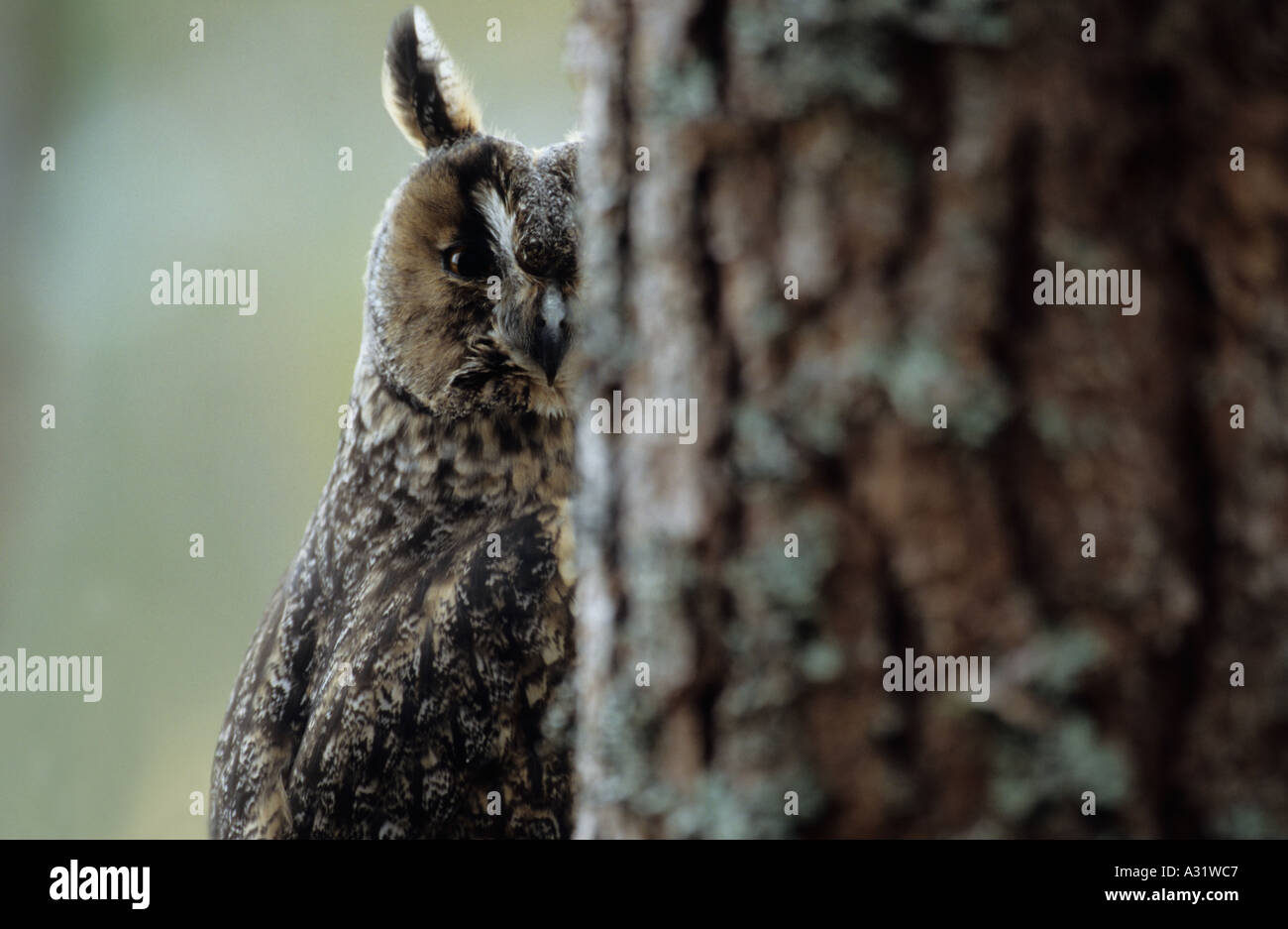 Peering from behind a hi-res stock photography and images - Alamy