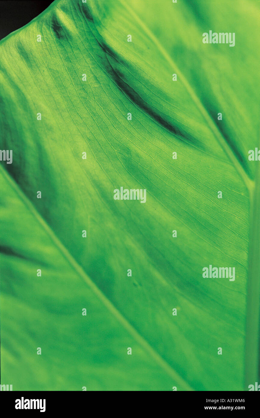 Extreme clo up hi-res stock photography and images - Alamy