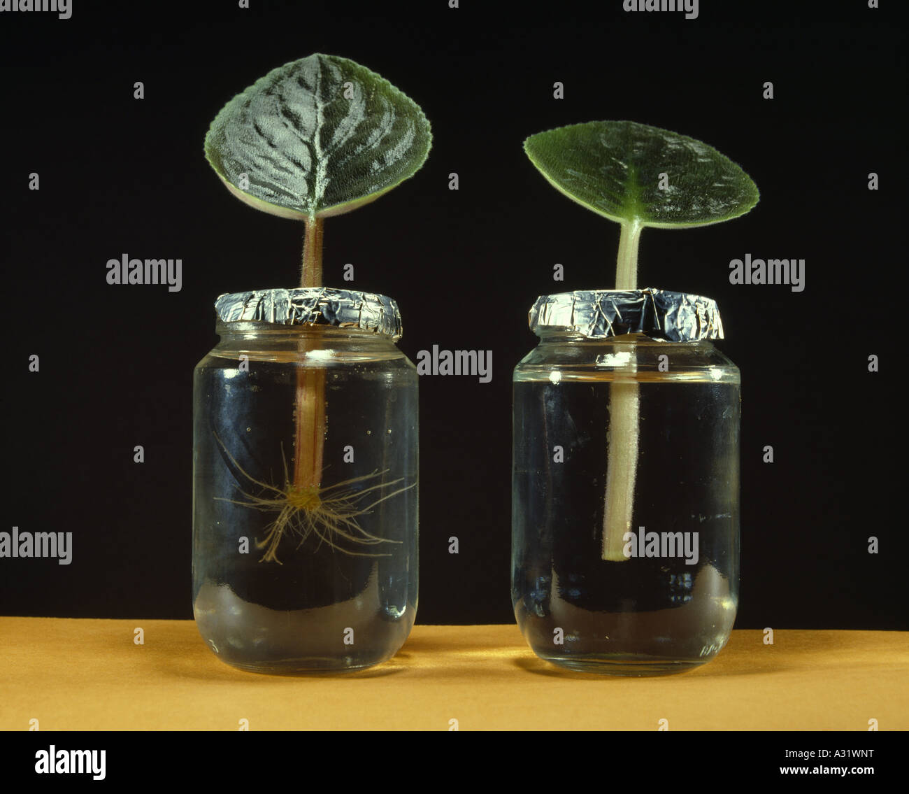 EFFECT OF ROOT-STIMULATING HORMONE NAA OR NAPTHALENEACETAMIDE AFRICAN ...