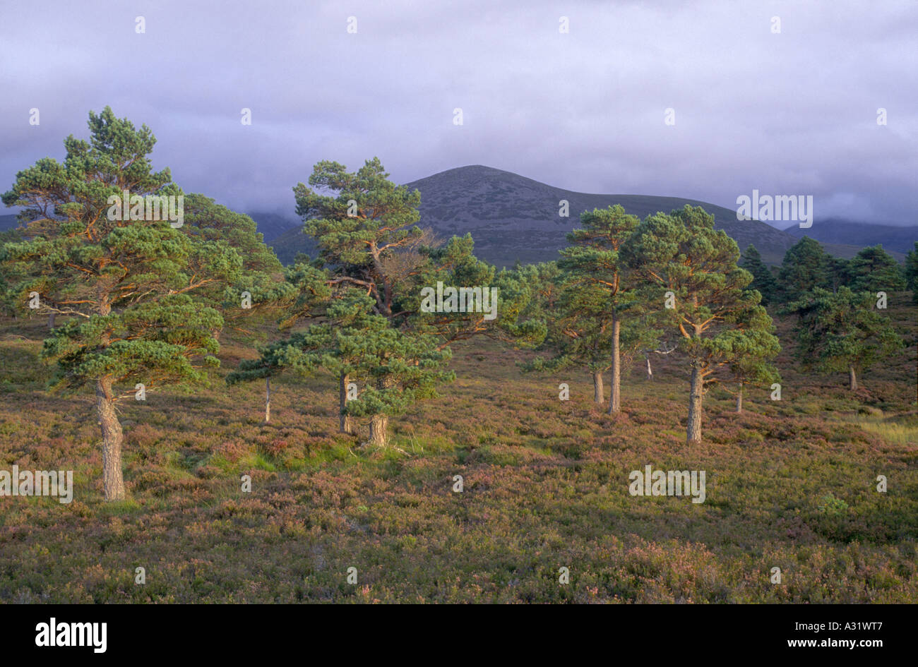 Caledonian Native Pine Forest Stock Photo - Alamy