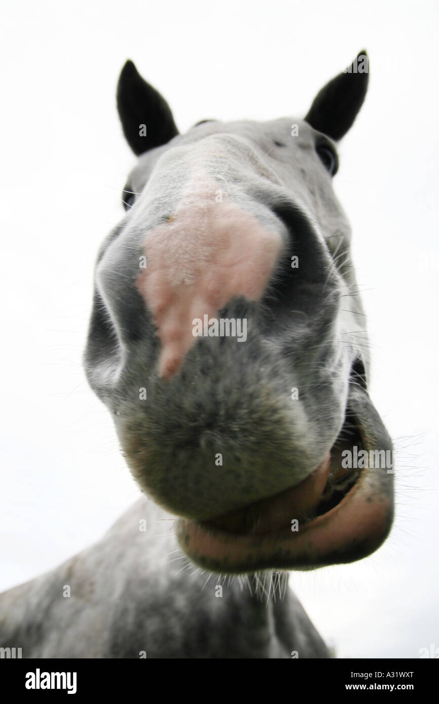 Face of horse hi-res stock photography and images - Alamy