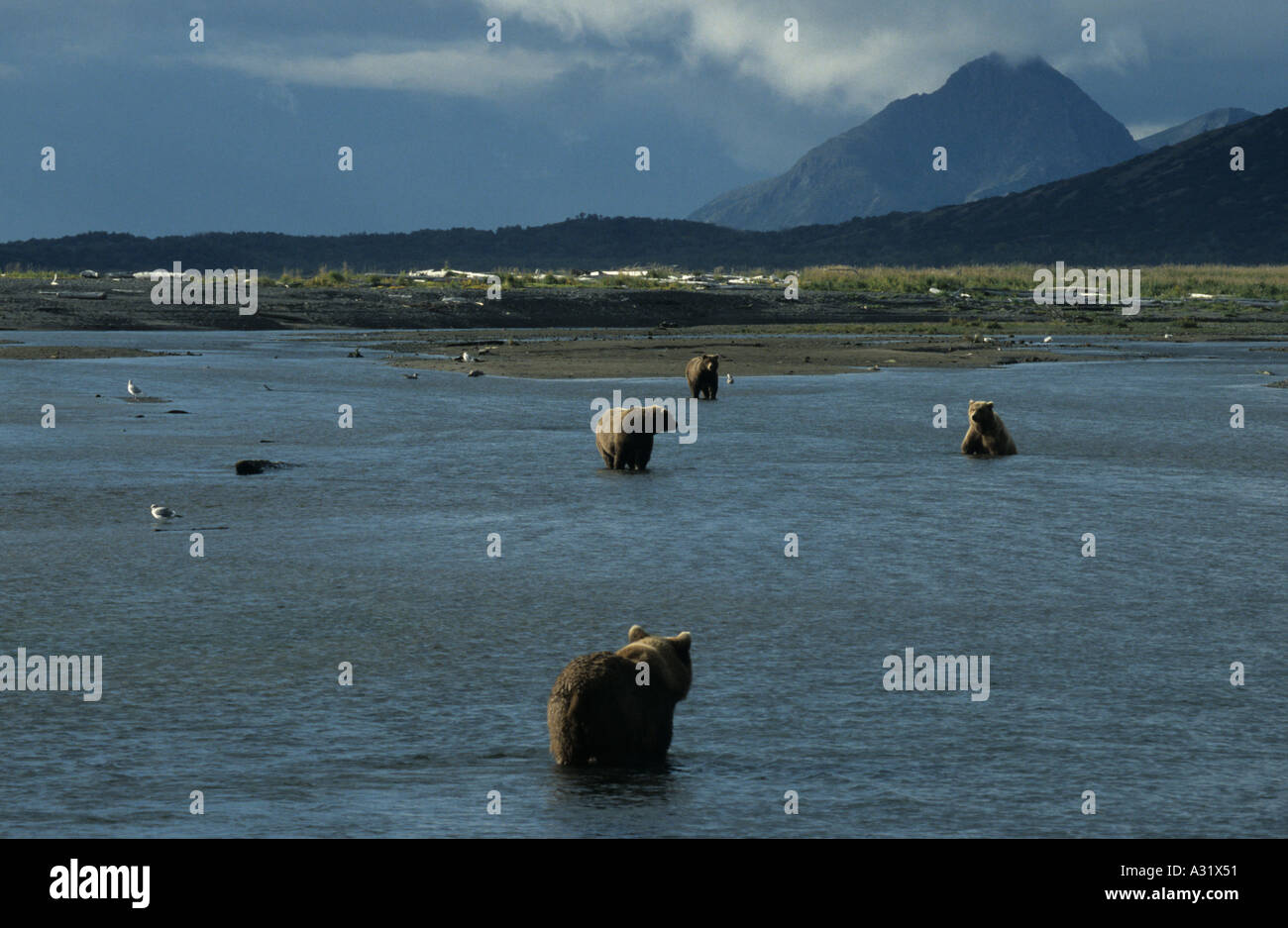 Brown Bear Grizzly Ursus arctos Four Brown Bears Grizzlies fishing at ...