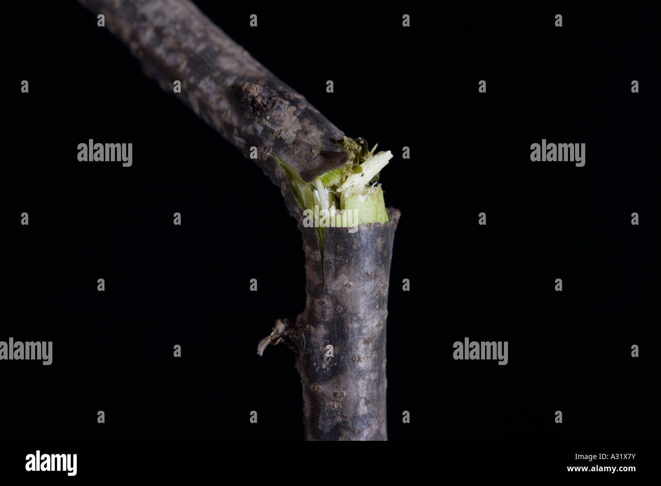 Branch breaking in half Stock Photo - Alamy