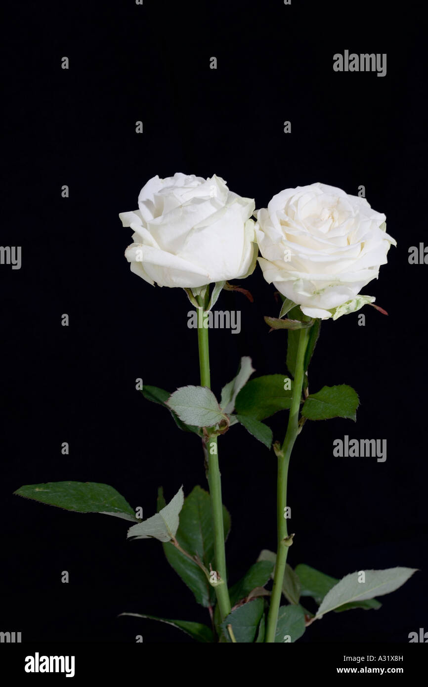 Two white roses Stock Photo - Alamy