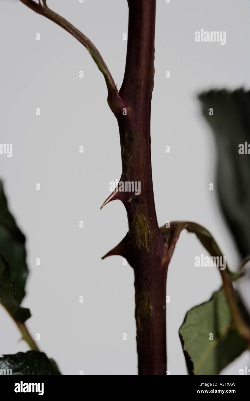 Midsection of a thorny rose stem Stock Photo - Alamy