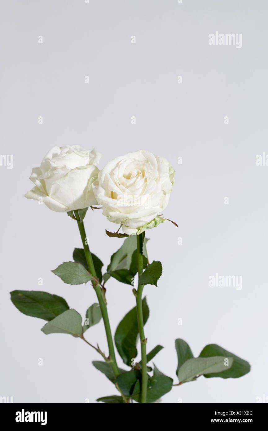 Two white roses Stock Photo - Alamy