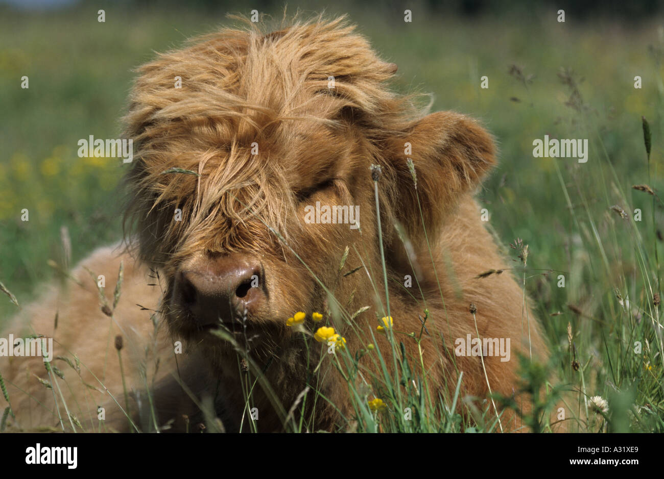 Highland Cow Calf sleeping in meadow in buttercups in Speyside Scotland ...