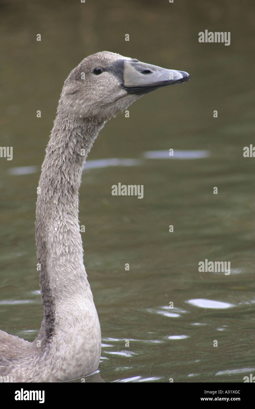 portrait of a signet (baby swan Stock Photo - Alamy