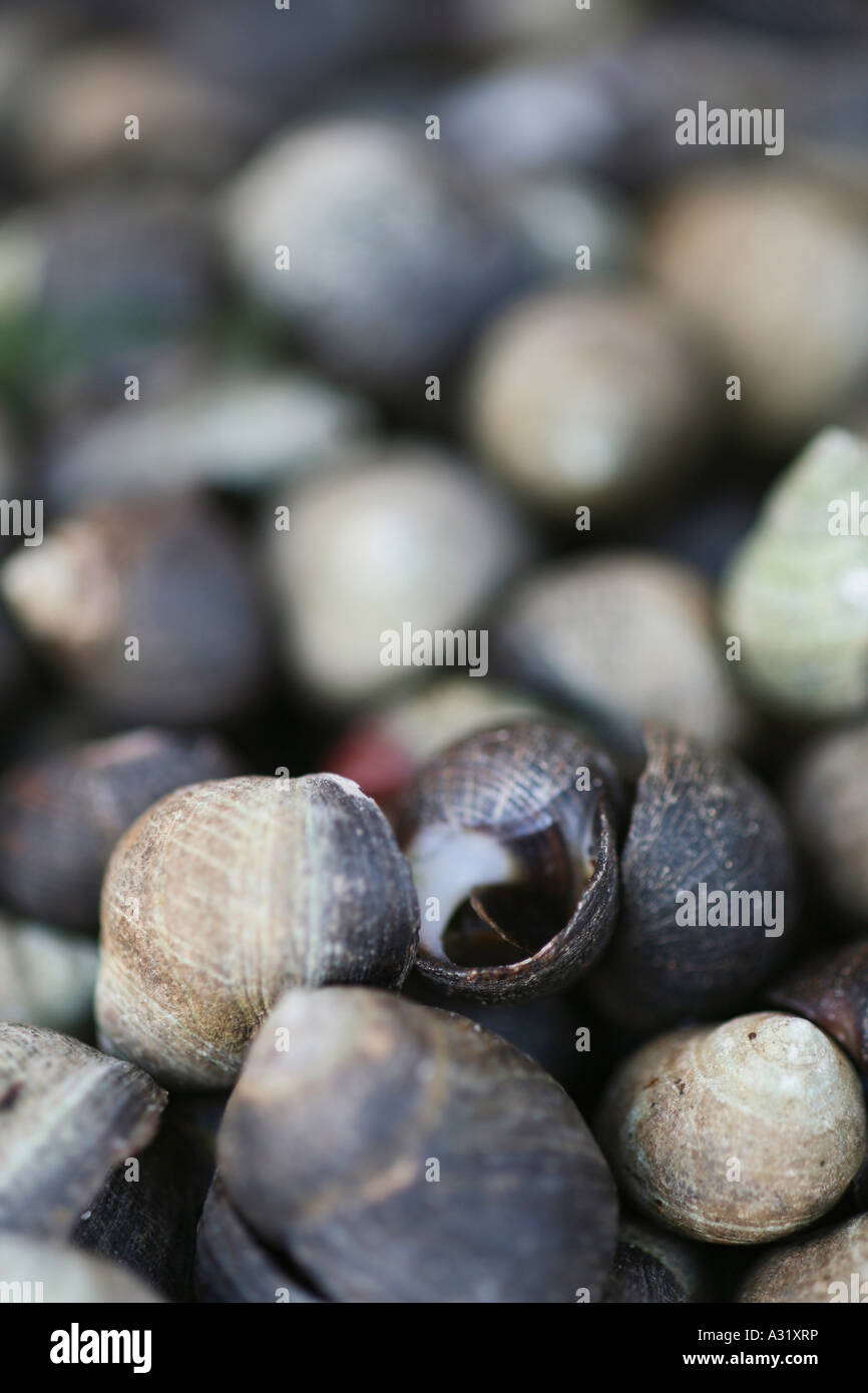 Snails market france hi-res stock photography and images - Alamy