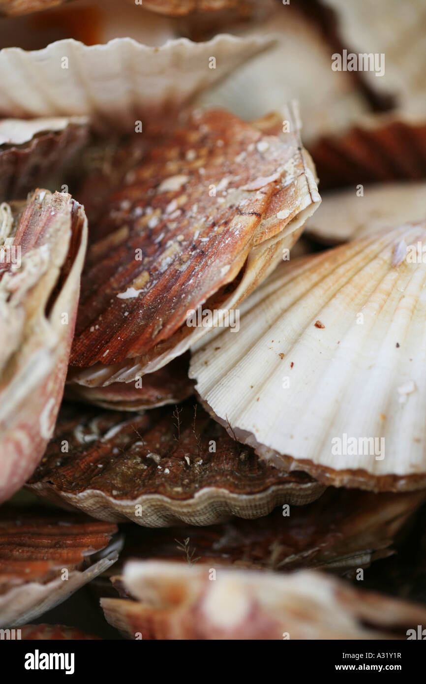 Heap pile scallops hi-res stock photography and images - Alamy