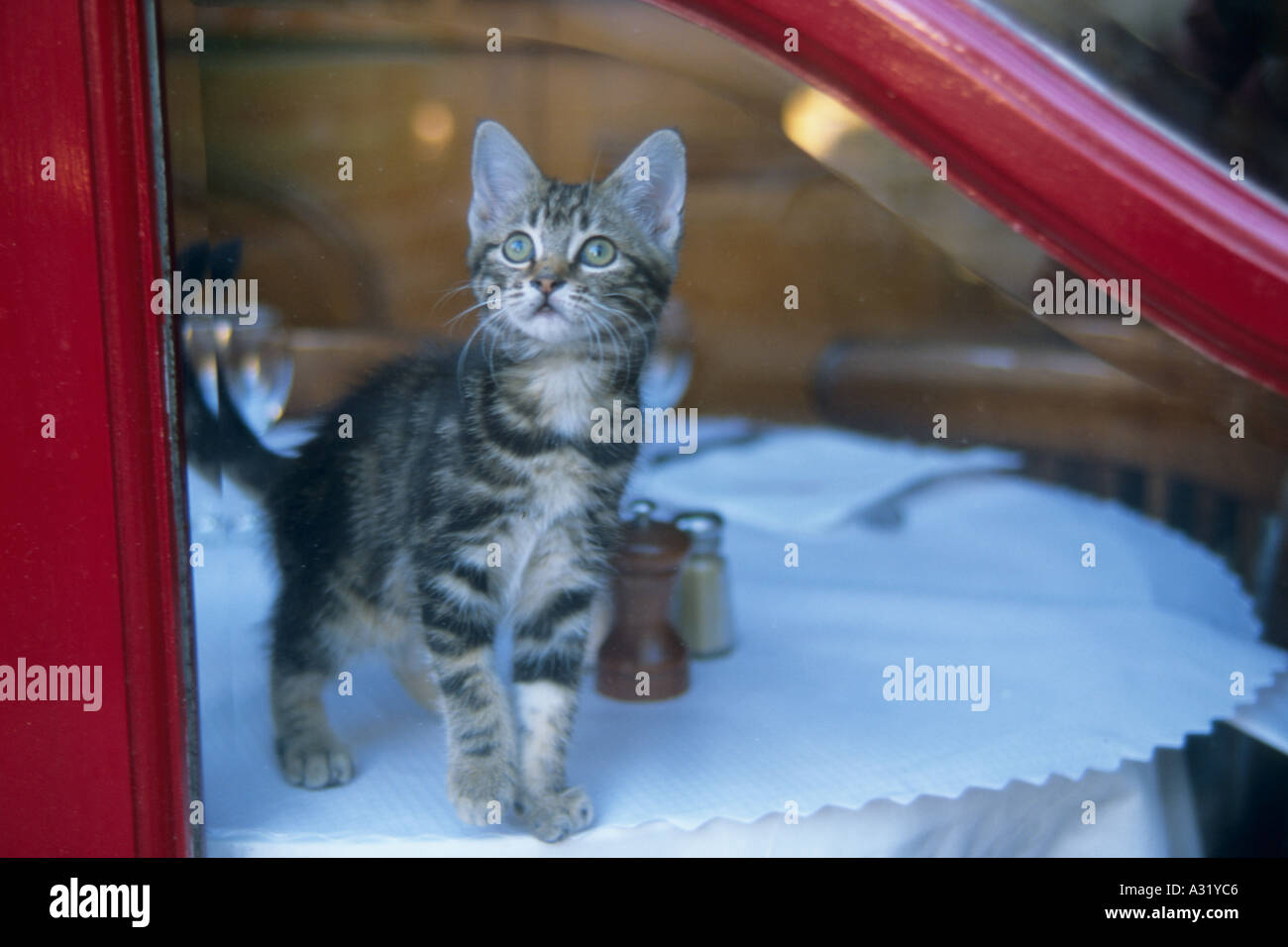 Paris cat hi-res stock photography and images - Alamy
