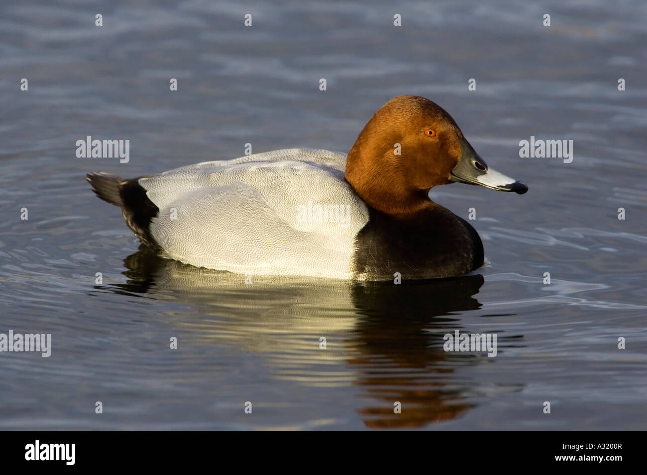 Adult male Pochard in breeding plumage Stock Photo - Alamy