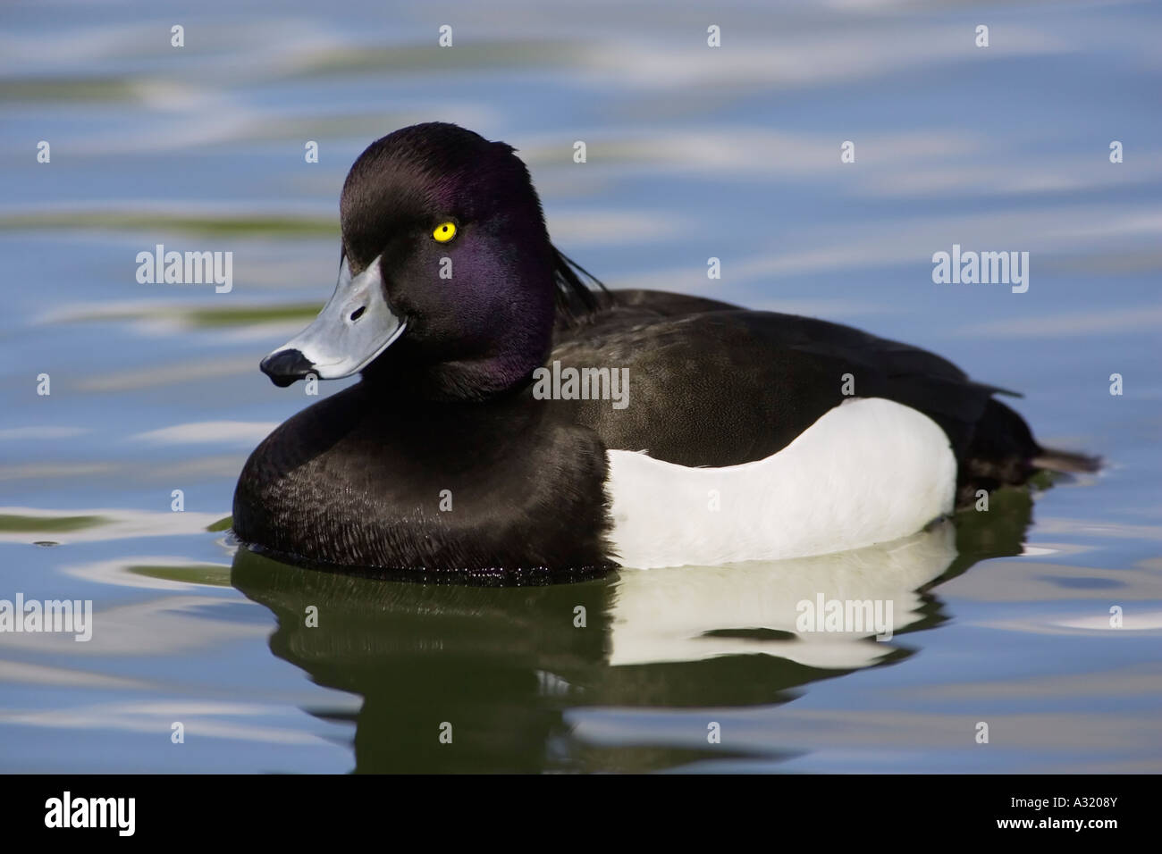Adult male Tufted Duck in breeding plumage Stock Photo - Alamy