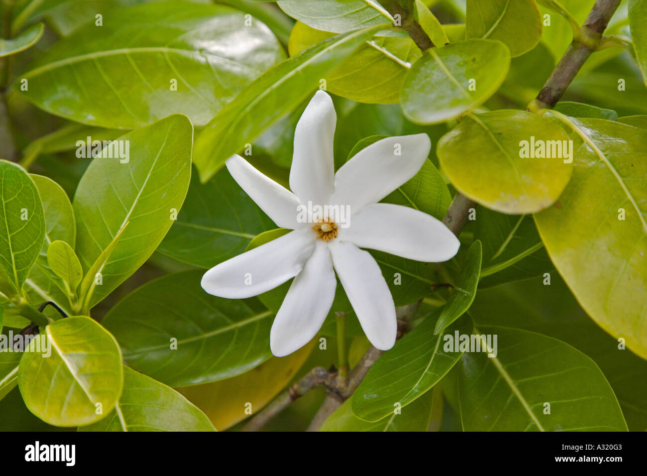 Tiare flower hi-res stock photography and images - Alamy