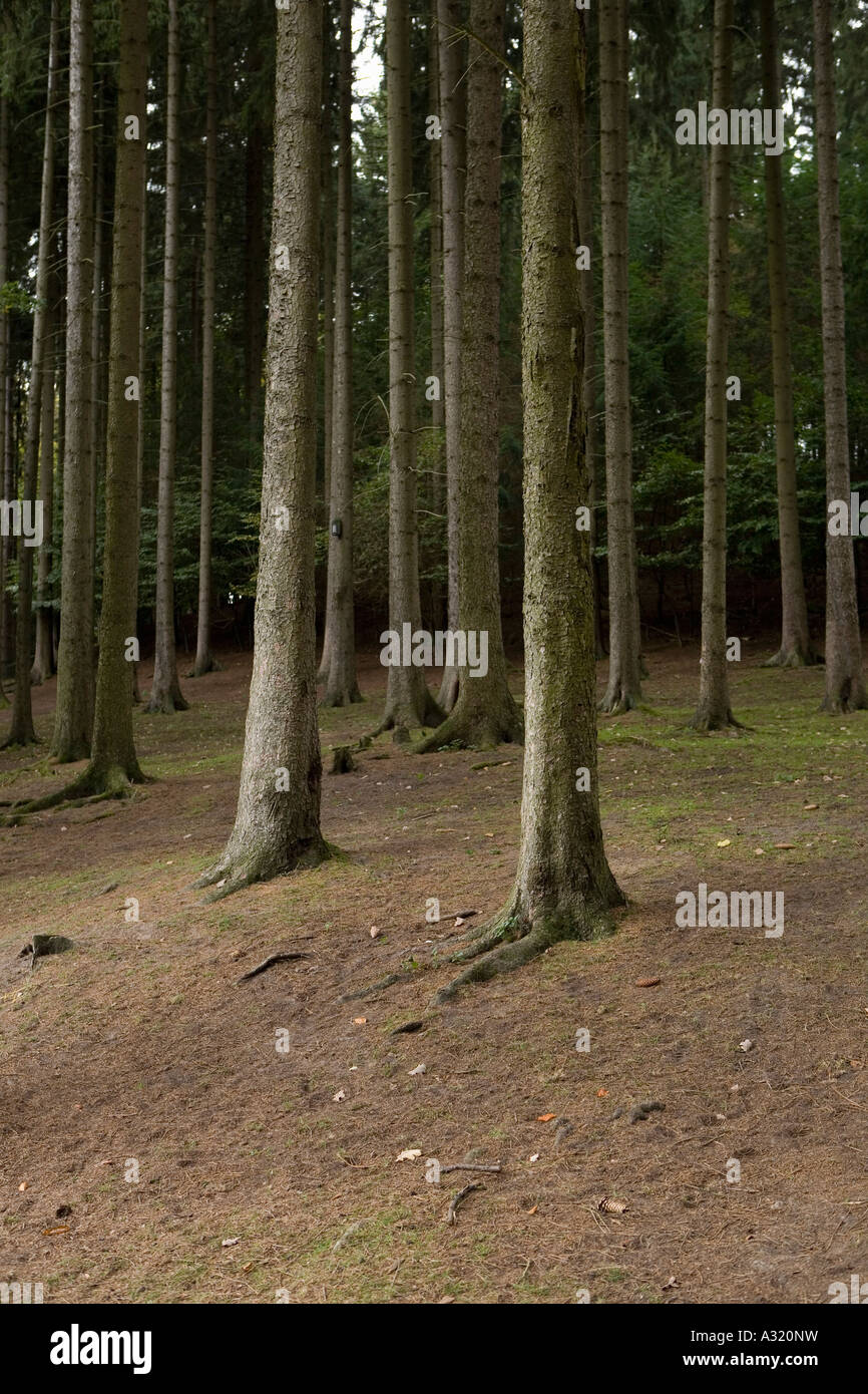 Tall trees in the woods Stock Photo - Alamy