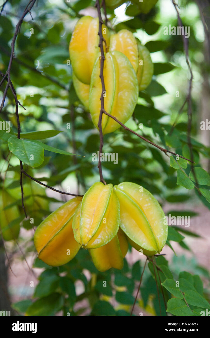 Starfruit Vaipaee Community Botanical Garden Ua Huka Marquesas Islands ...