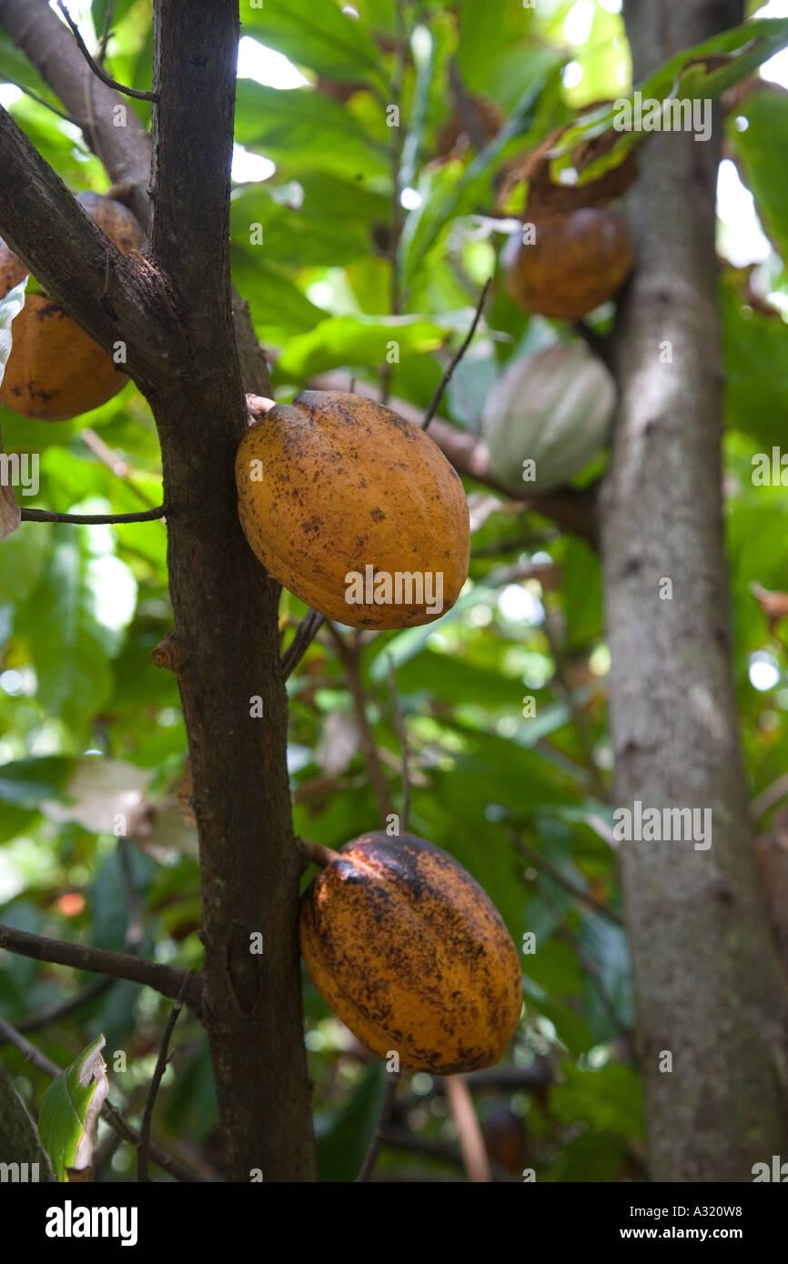 Cacoa tree Vaipaee Community Botanical Garden Ua Huka Marquesas Islands ...