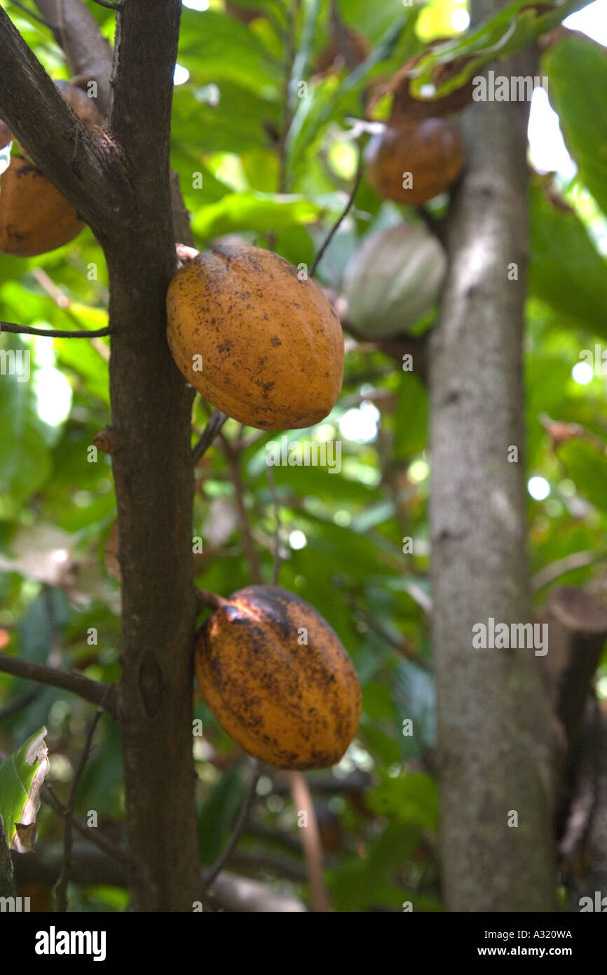 Cacoa tree Vaipaee Community Botanical Garden Ua Huka Marquesas Islands ...
