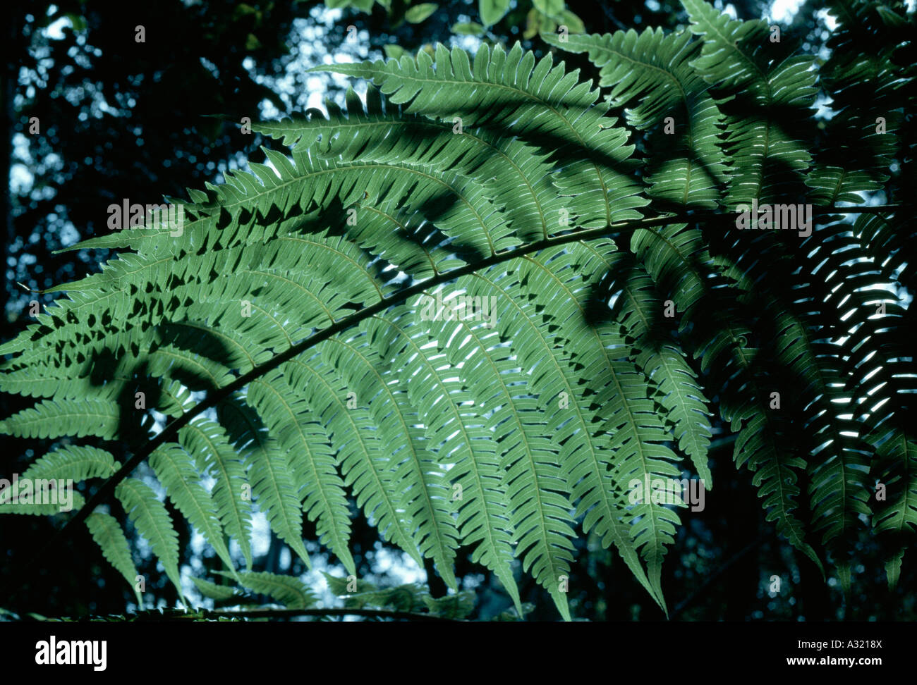 Fern frond in a forest Stock Photo - Alamy