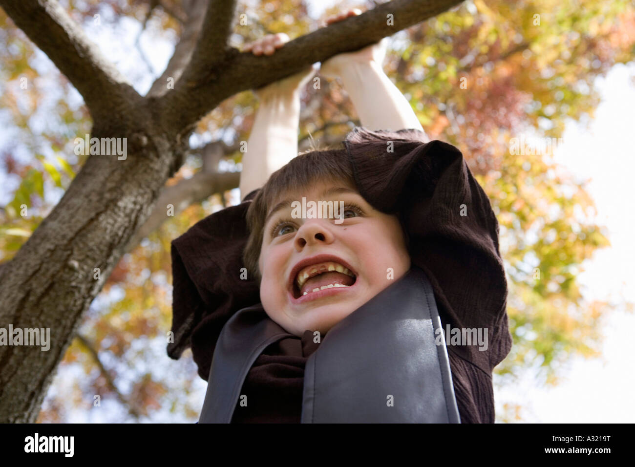 Young boy hanging from tree branch Stock Photo - Alamy