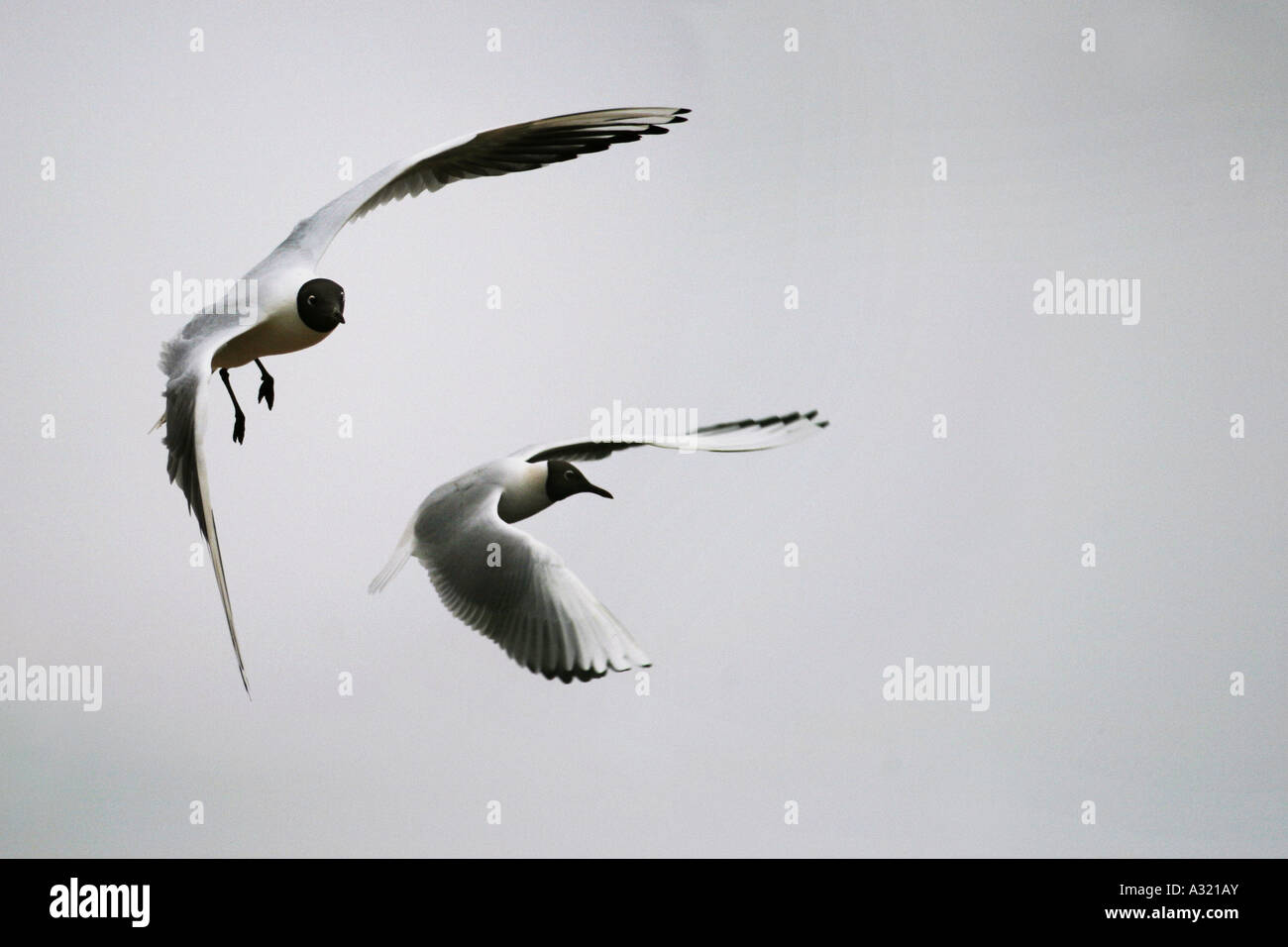 two black headed gulls in flight Stock Photo - Alamy