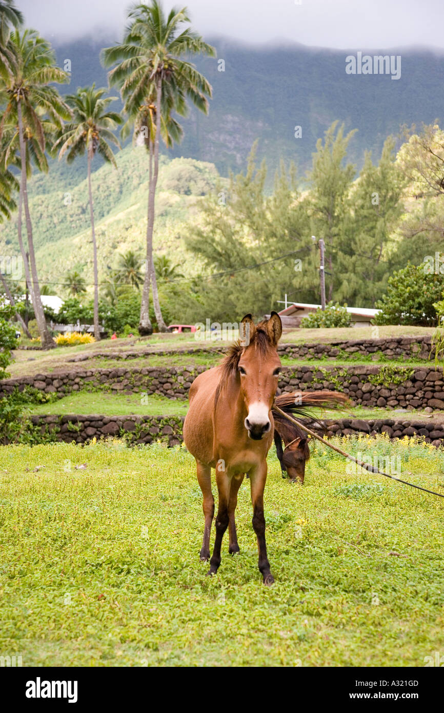 Horse Hane Ua Huka Marquesas Islands French Polynesia Stock Photo - Alamy