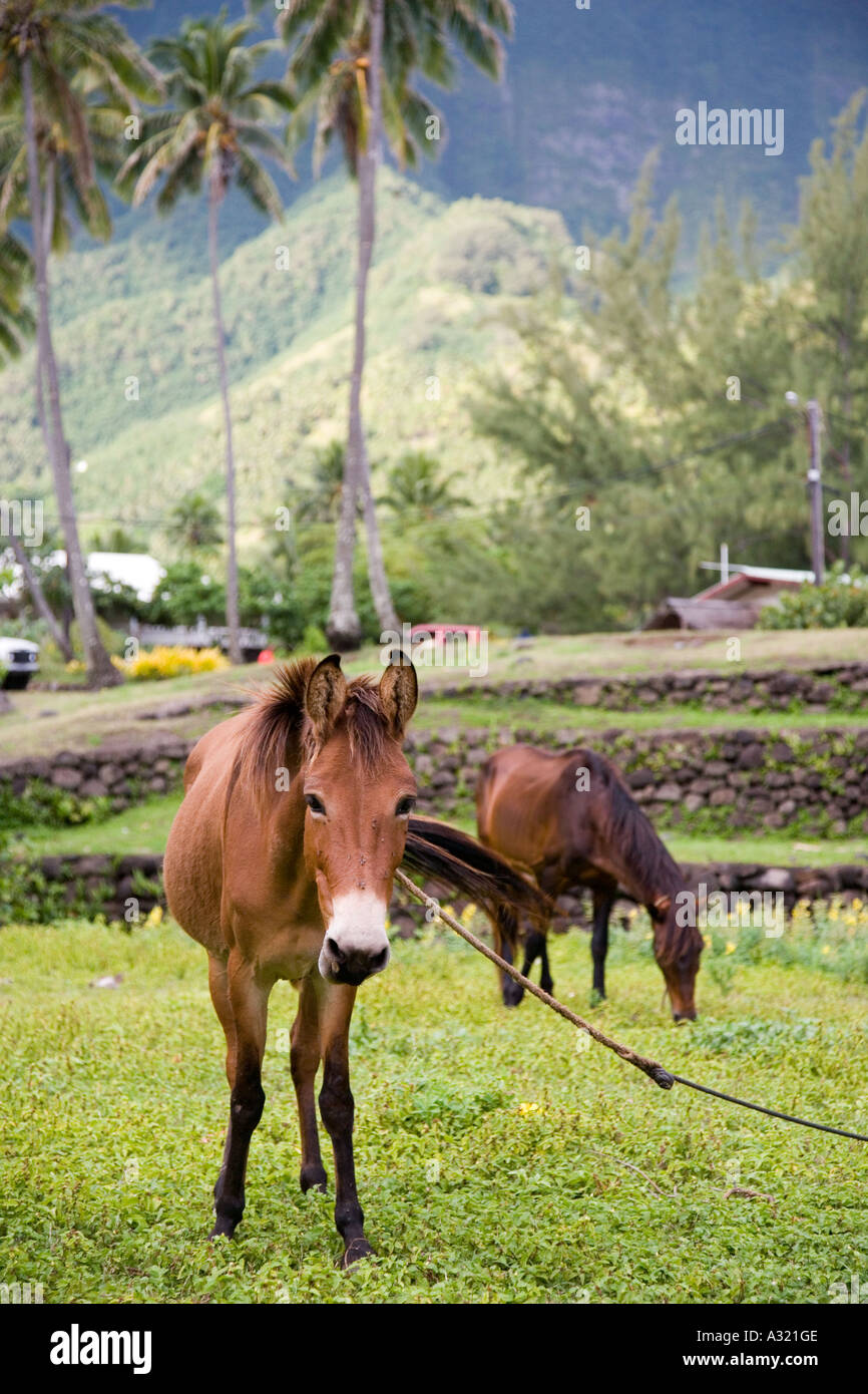 Horse Hane Ua Huka Marquesas Islands French Polynesia Stock Photo - Alamy