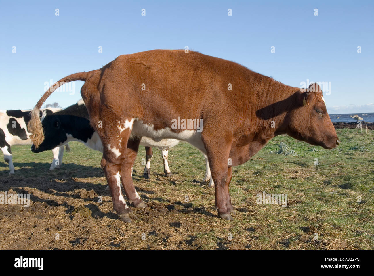 Cow taking a pee Stock Photo - Alamy
