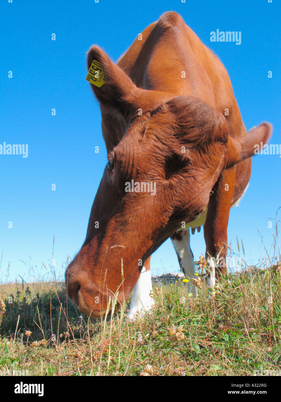 Betar High Resolution Stock Photography and Images - Alamy