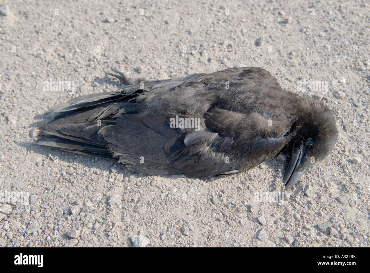 Jackdaw at rest hi-res stock photography and images - Alamy