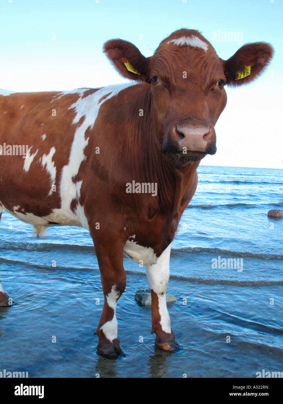 Cow in the water Stock Photo - Alamy