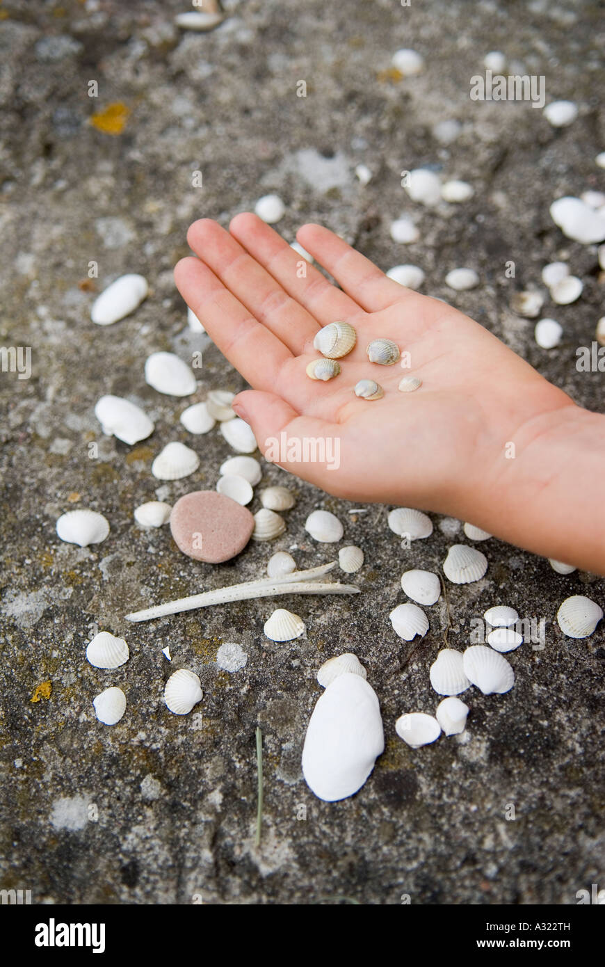 Pearl in shell hand hi-res stock photography and images - Alamy