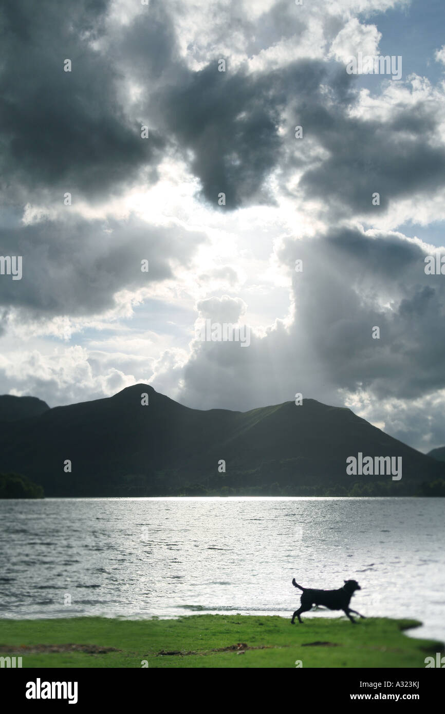 a dog running by derwent water Stock Photo - Alamy