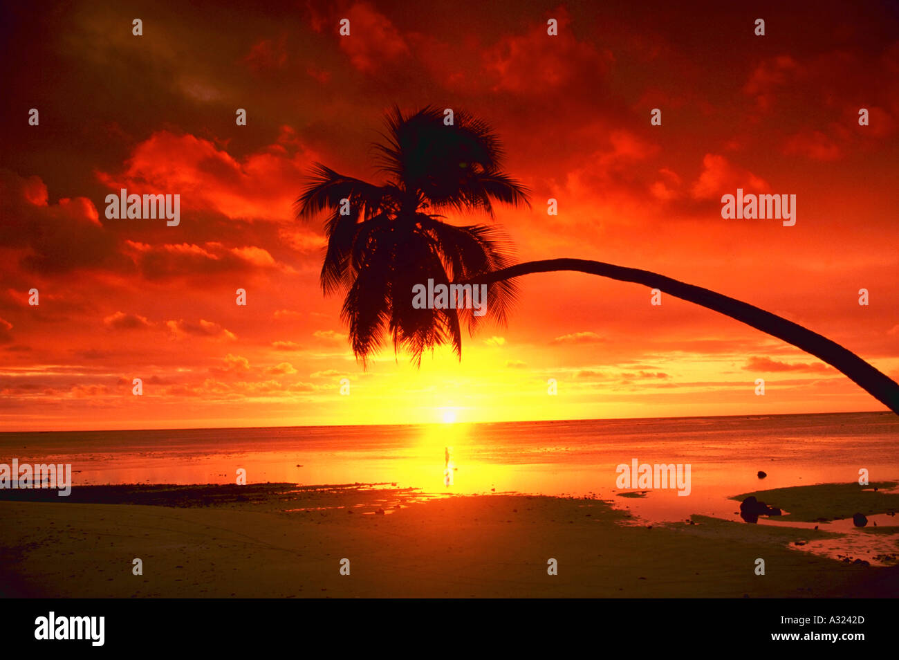 Silhouette of palm tree at sunset Aitutaki Island Cook Islands Stock ...