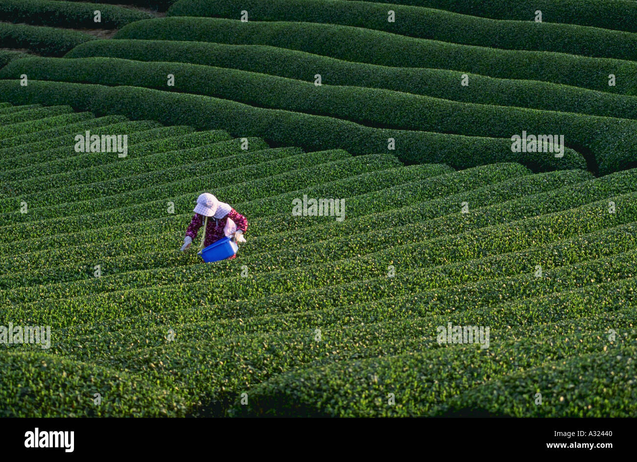 Workers on tea fields hi-res stock photography and images - Alamy