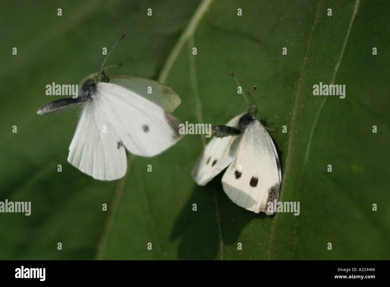 mating cabbage white butterflies Stock Photo - Alamy