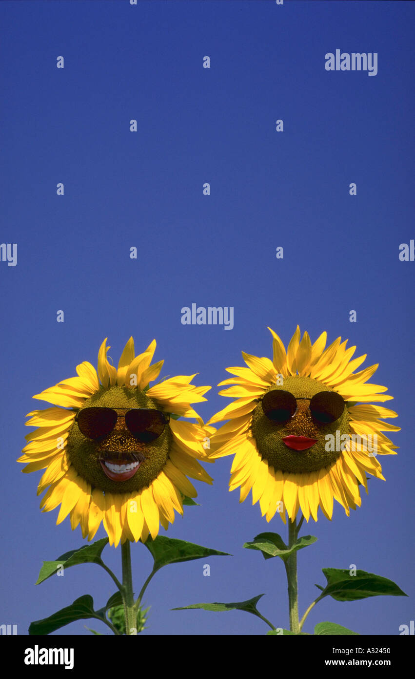 Sunflowers with animated faces Stock Photo - Alamy