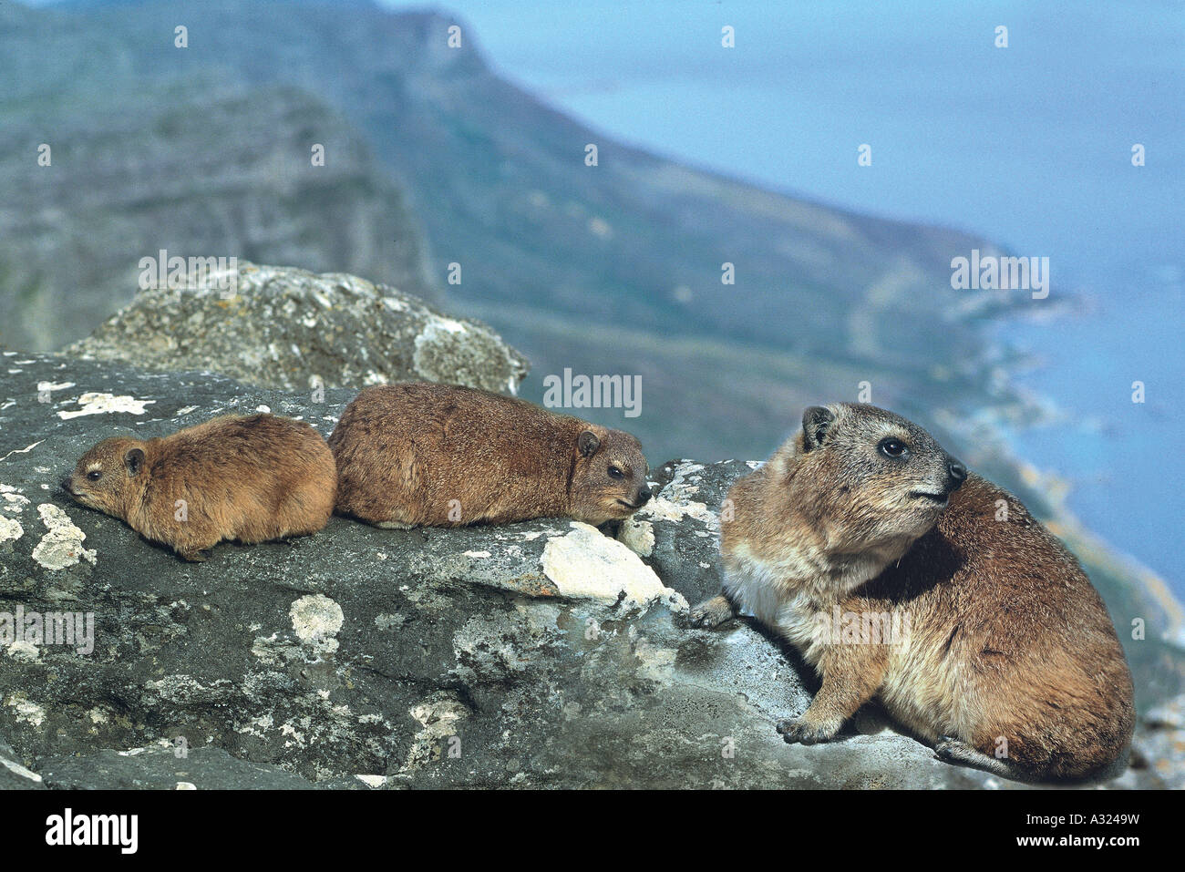 Dassies, Table Mountain, Cape Town, South Africa Stock Photo - Alamy