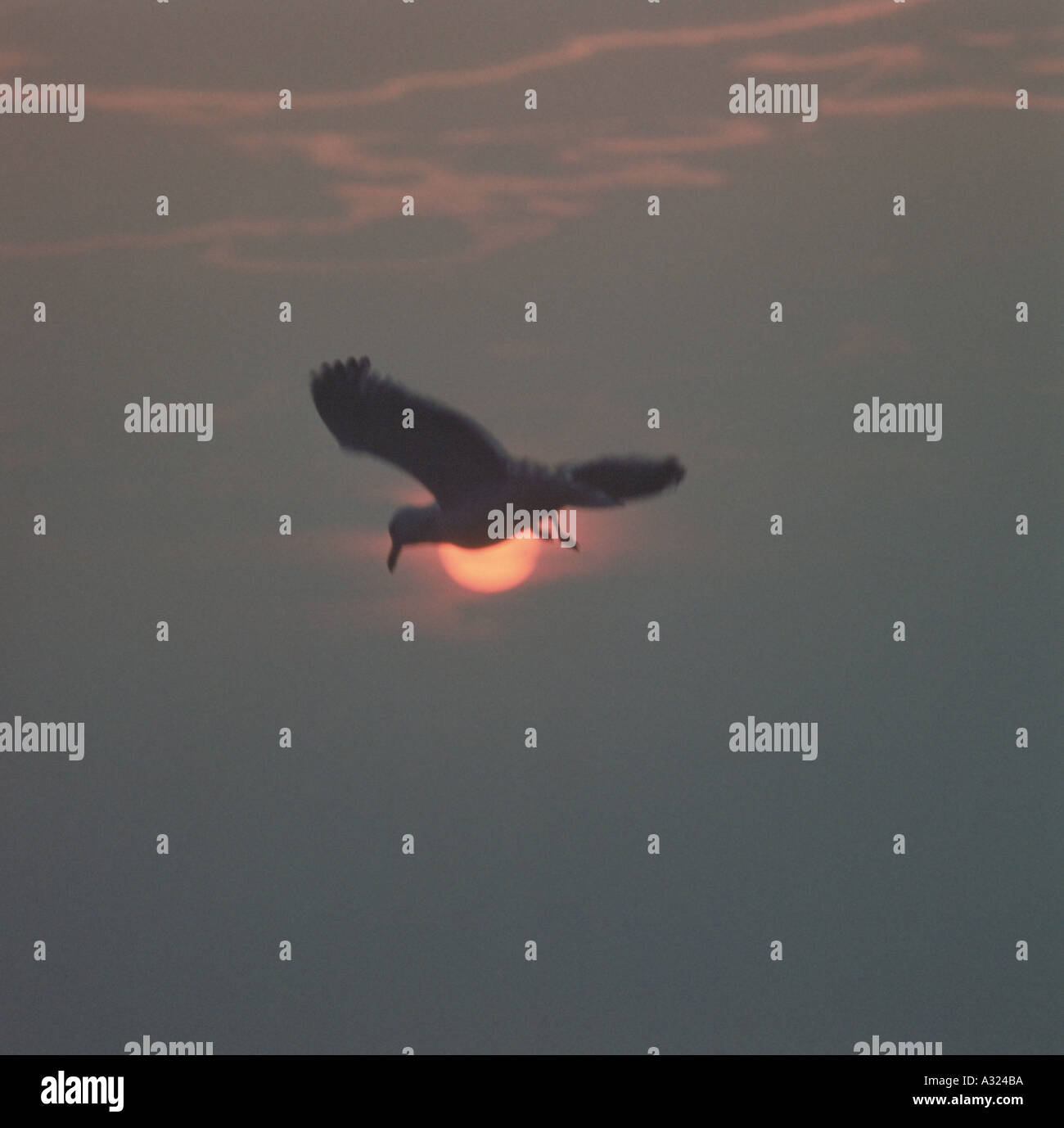 Side view of a large seagull flying as the sun sets in the background ...