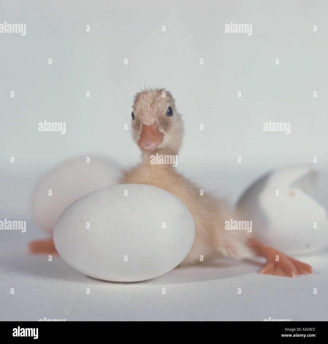 Released hatchlings hi-res stock photography and images - Alamy