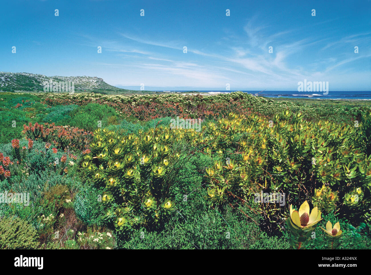 Fynbos - indigenous flora, Cape Town, South Africa Stock Photo - Alamy