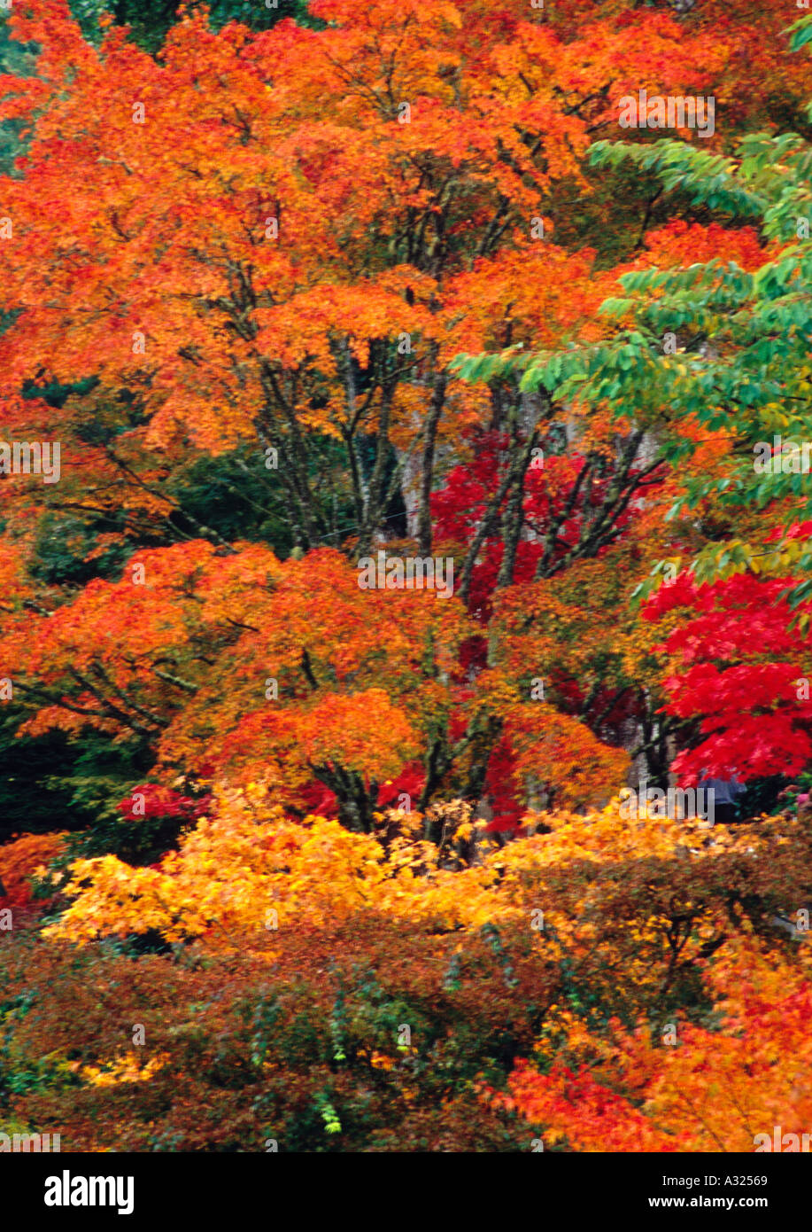 Bright and colorful Autumn color in the fall foliage of Vancouver ...