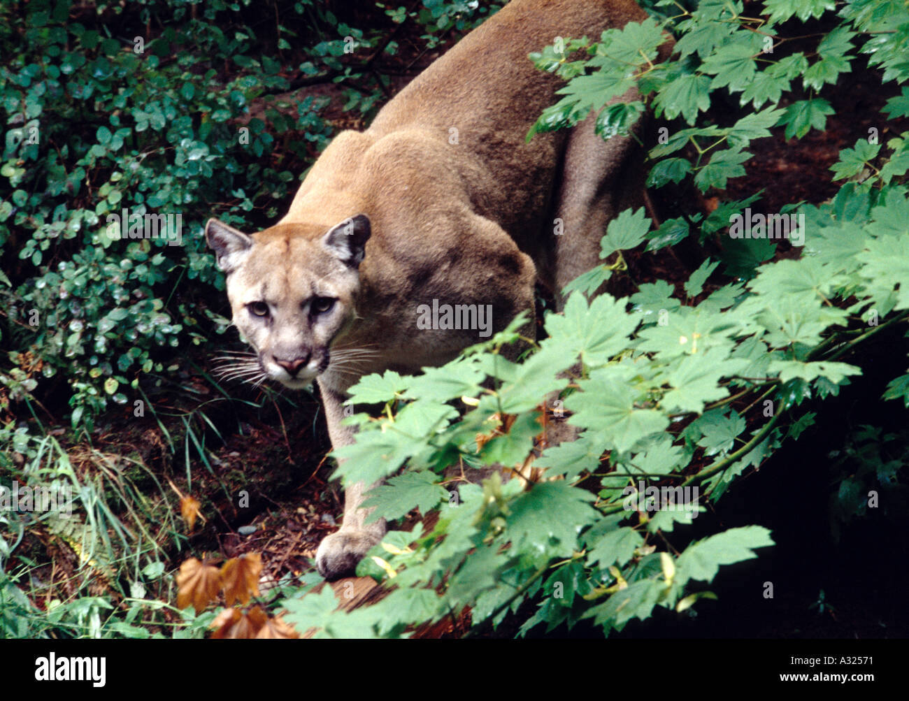 Portrait of a cougar skulking through lush green vegetation Stock Photo ...