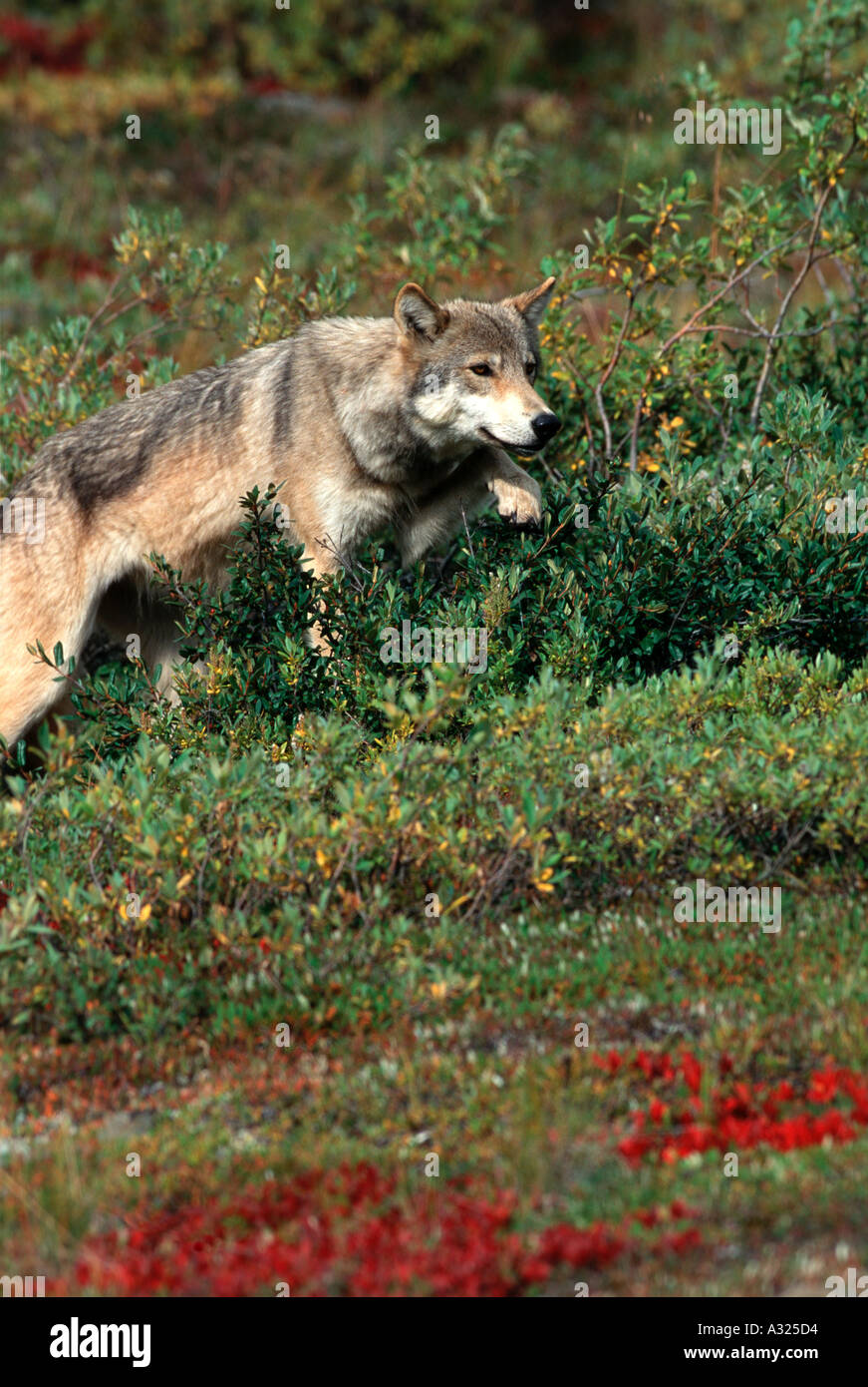 Gray Wolf in Denali National Park, Shot in the wild Stock Photo - Alamy