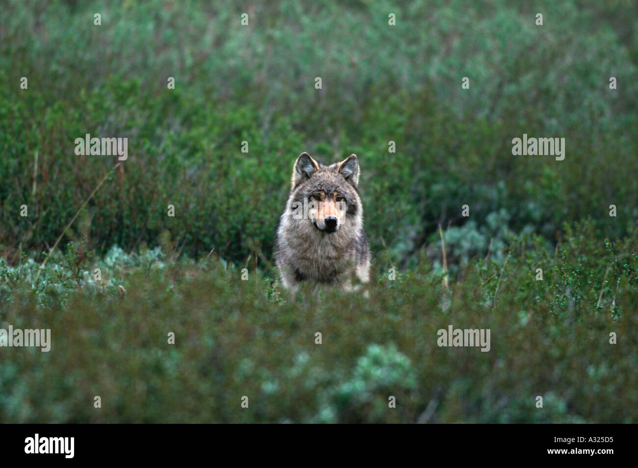 Gray Wolf in Denali National Park, Shot in the wild Stock Photo - Alamy