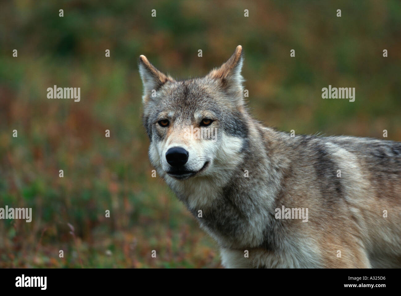 Gray Wolf in Denali National Park, Shot in the wild Stock Photo - Alamy