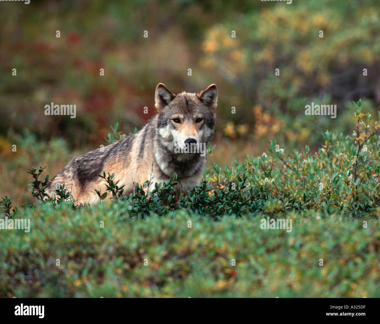 Gray Wolf in Denali National Park, Shot in the wild Stock Photo - Alamy