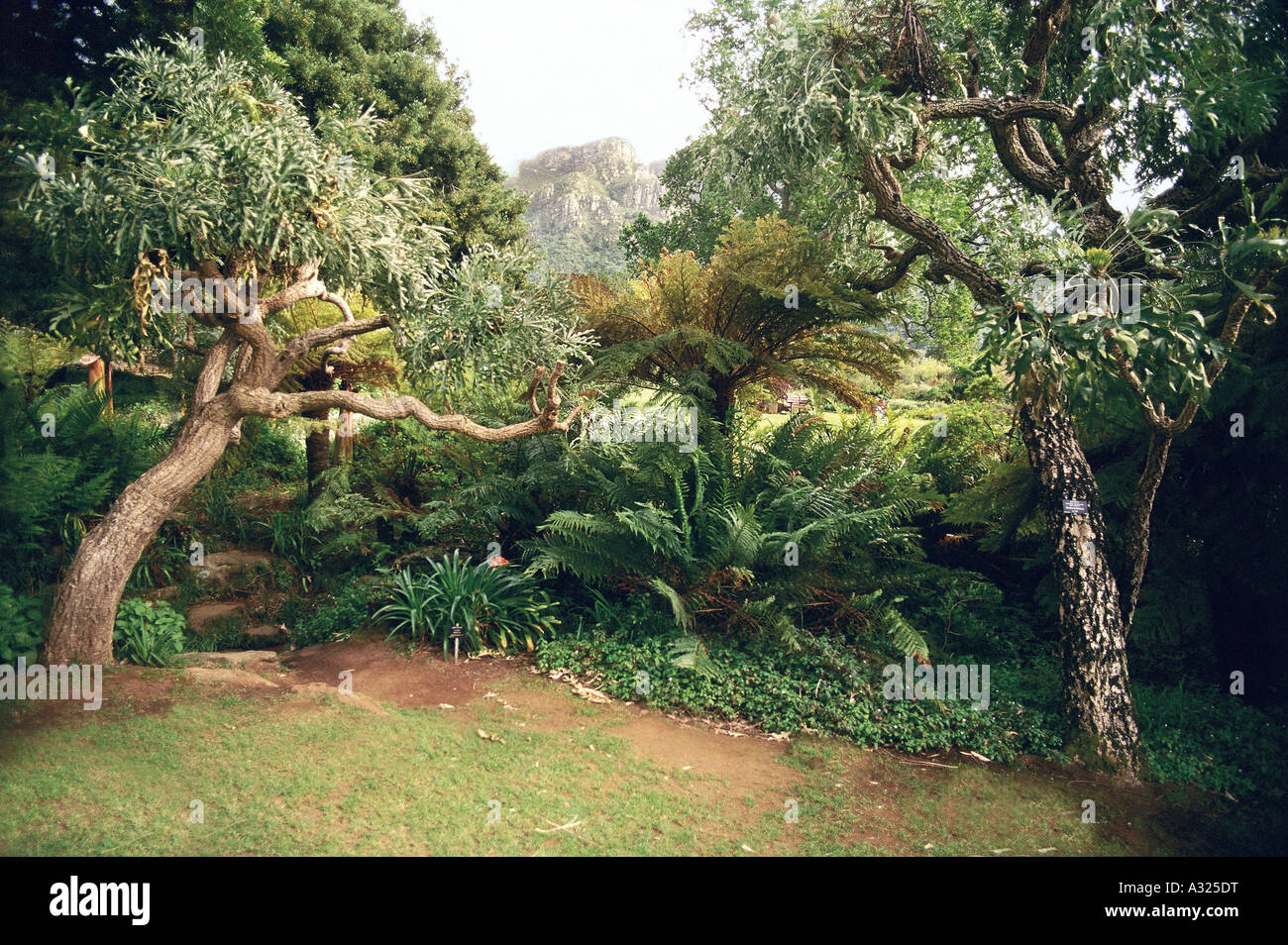 Kirstenbosch Botanical Gardens, Cape Town, South Africa Stock Photo - Alamy