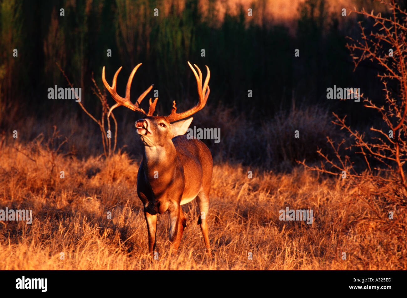 Whitetail deer buck Stock Photo - Alamy