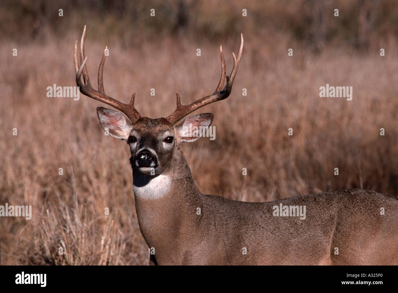 Whitetail deer buck Stock Photo - Alamy